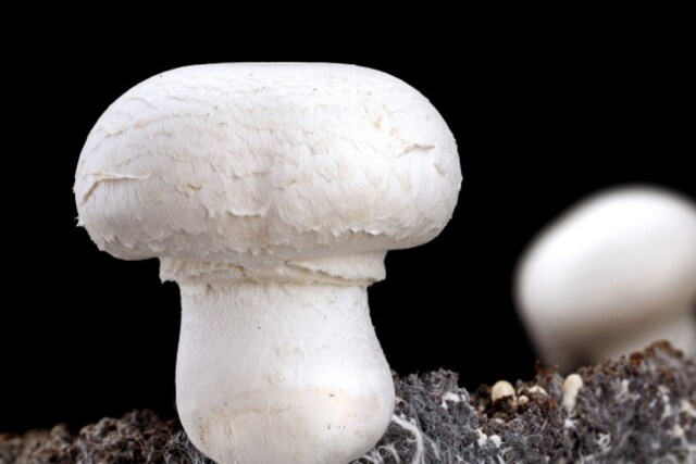 Plastic-eating Fungi Found in Chinese Coastal Salt Marshes - News18