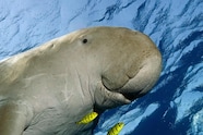 Dugong News: Latest Dugong News and Updates at News18