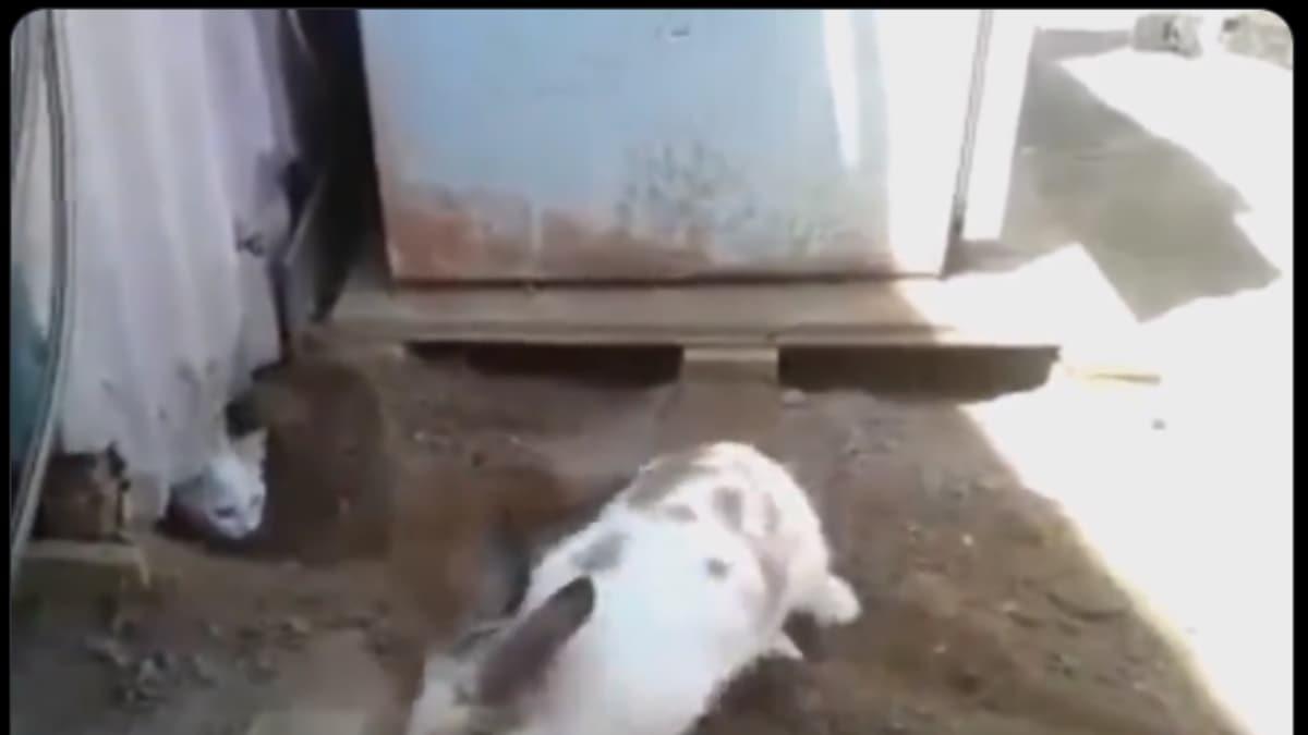 The Unexpected Hero: Rabbit Saves Cat In Amazing Act Of Kindness ...