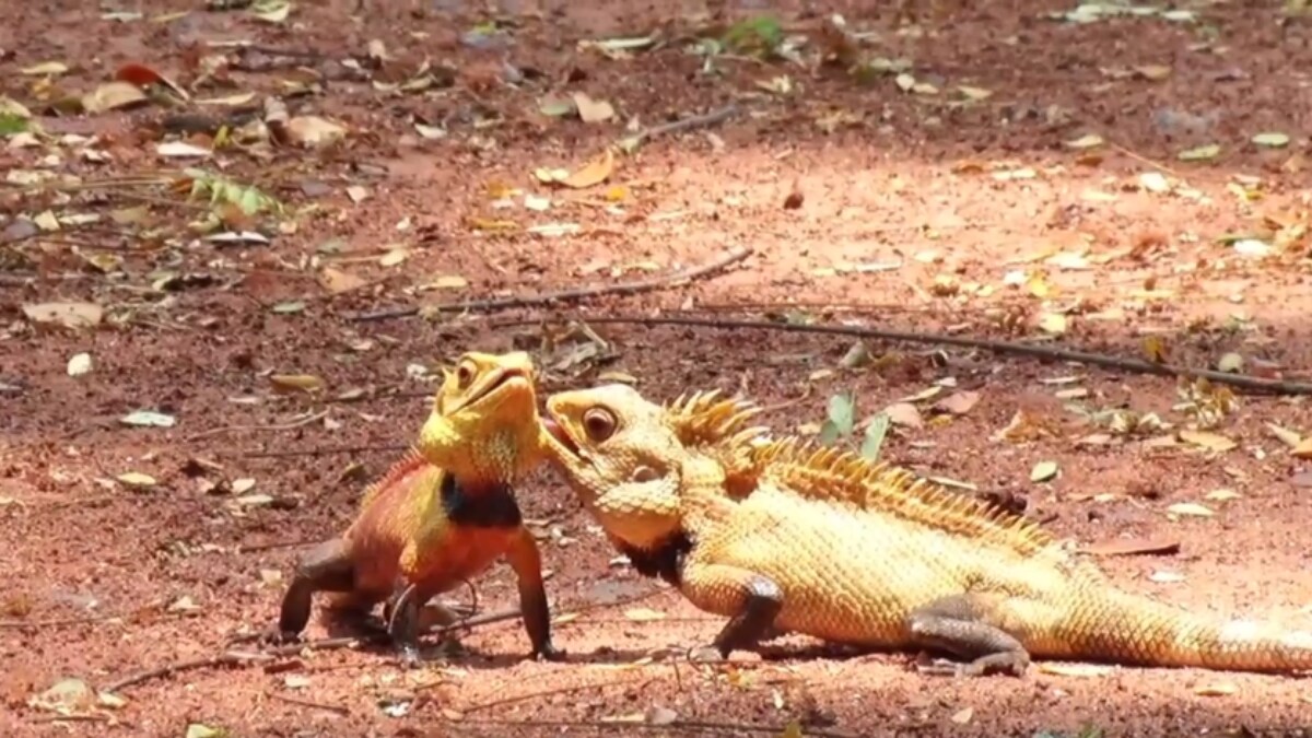 Two Garden Lizards Fight Each Other at Ongole Collector's Office Nearly ...