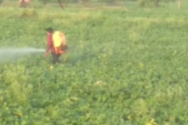 Madhya Pradesh Farmers Use Country Liquor To Double Summer Moong Yield ...