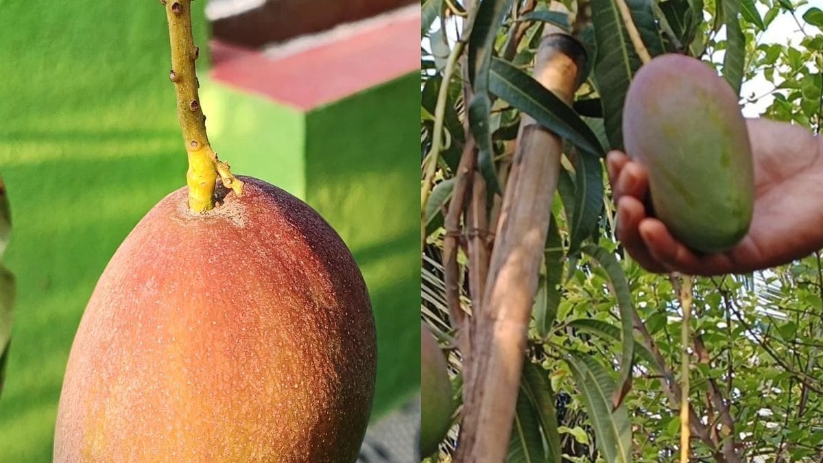 Former Tamil Nadu Officer Grows World's Costliest Mangoes At His ...