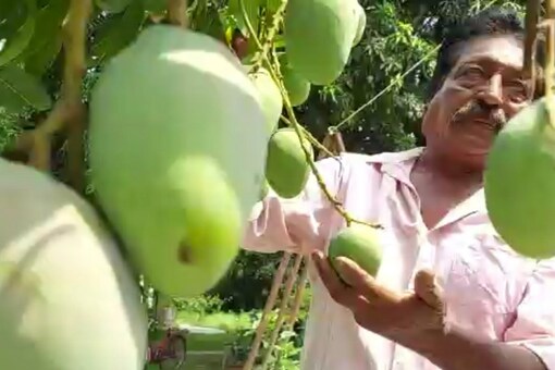 Agricultural Marvel: This Researcher From Bengal Grows 165 Species of ...