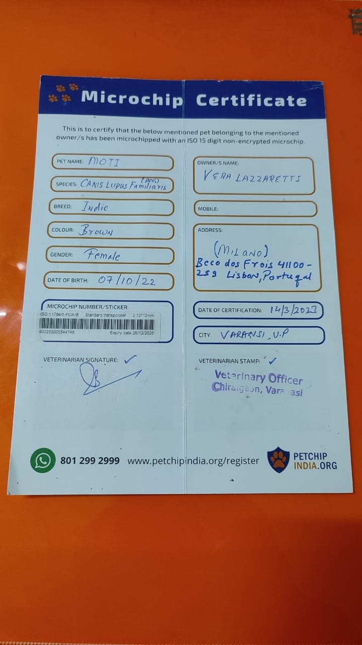 How UP's Stray Dogs 'Moti' and 'Jaya' Found Their New Homes in Italy ...