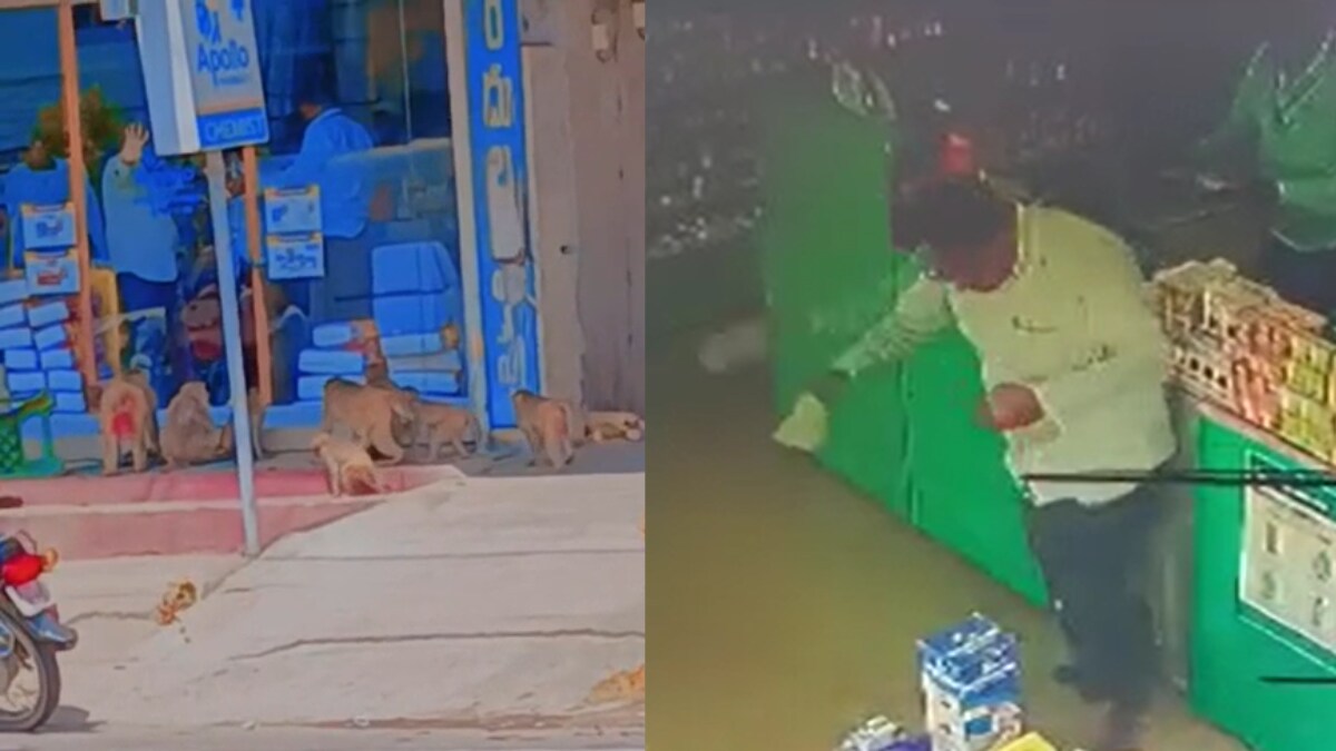 Monkeys Create Havoc in Telangana Medical Shop in Act of Retaliation ...