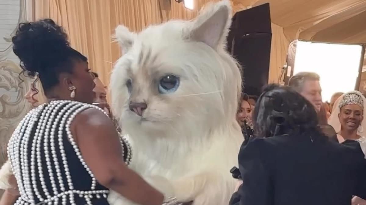 'Is This Halloween?' Internet Reacts To Jared Leto's Fluffy Cat Suit At ...