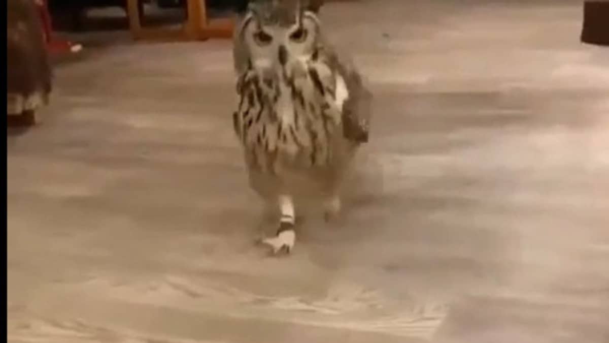 Ever Seen An Owl Running? It Is As Fascinating As It Sounds | Viral ...