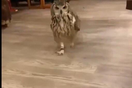 Ever Seen An Owl Running? It Is As Fascinating As It Sounds - News18