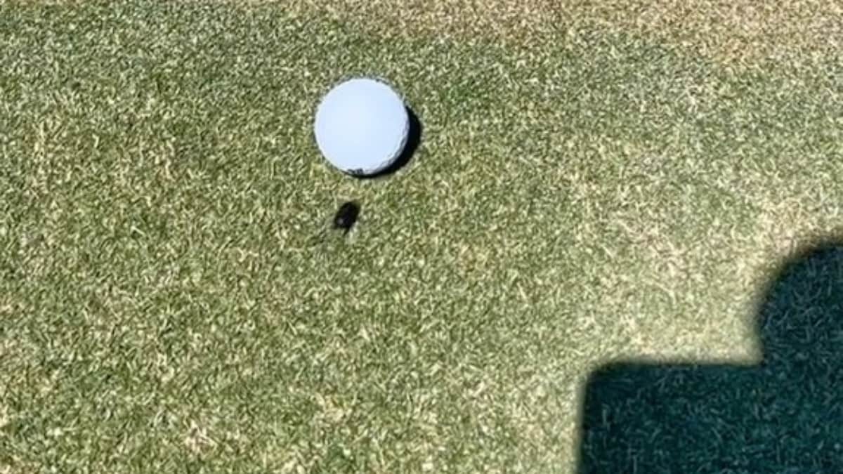 Bug's Day Out At Golf Course Has Everyone Talking | Viral News - News18