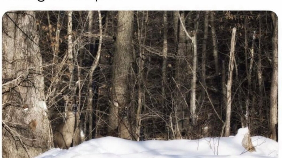 Can You Spot The Hidden Deer In This Optical Illusion? Set Timer And ...
