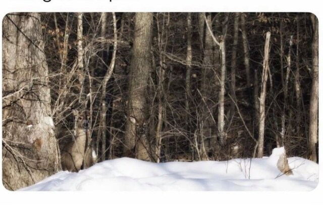Can You Spot The Hidden Deer In This Optical Illusion? Set Timer And ...