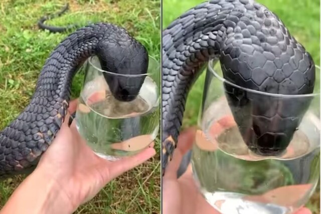 Old Video Of Man Feeding Thirsty Black Cobra From Glass Goes Viral ...