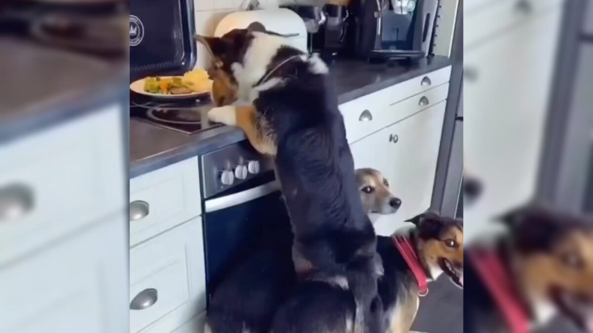 Dogs Teaming Up To Steal Food From Kitchen Has To Be The Cutest Heist ...