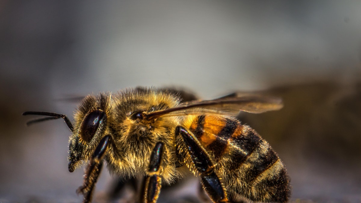 Man Shares Experience Of Surviving Deadly Attack By 1,000 Killer Bees ...