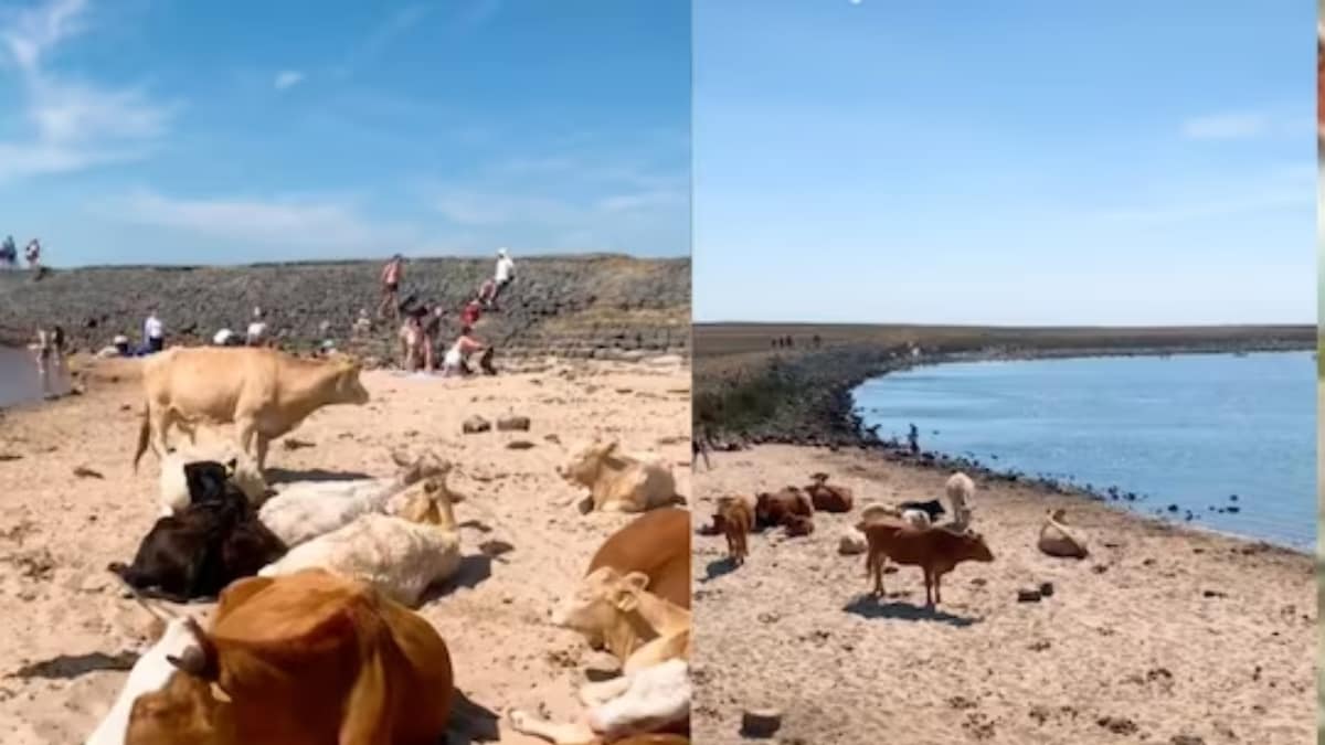 On This Yorkshire Beach, People And Cows Subathe Together | Viral News ...