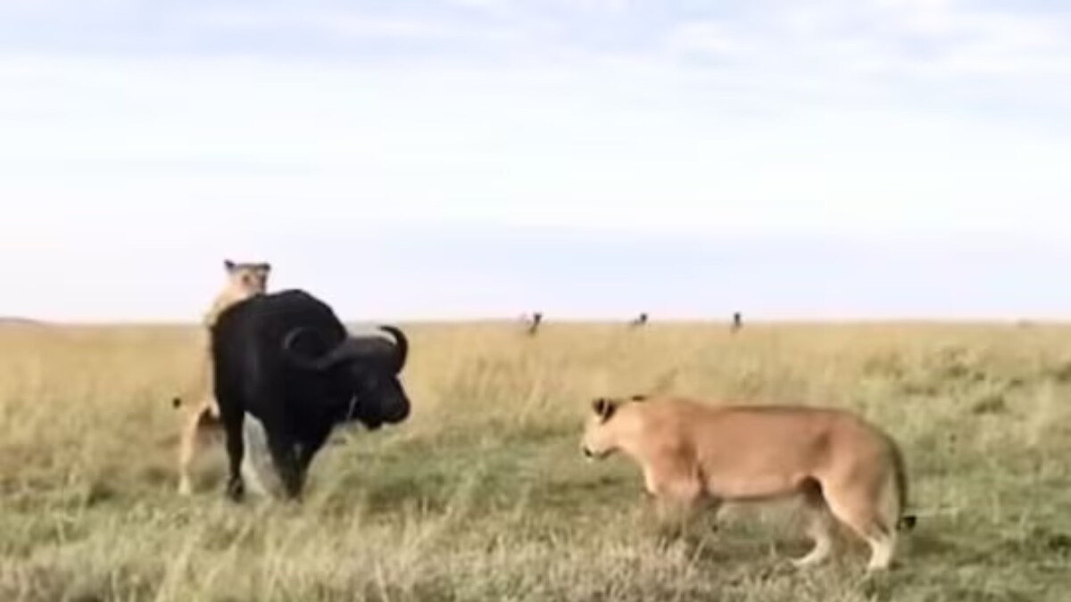 Watch: Hyena Takes On Buffalo, Then Came The Lionesses, But ... | Viral ...