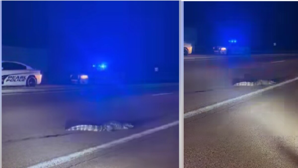 Alligator's Wild Highway Adventure Ends With Police Rescue; Watch Here ...