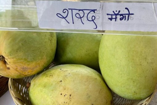 Maha: Mangoes Weighing 2.5 Kg Named After NCP Supremo Sharad Pawar Grab ...