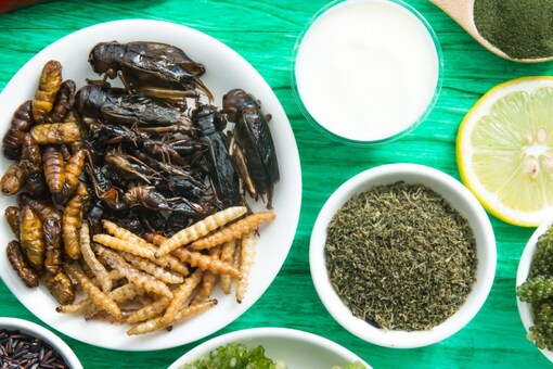 Insect-Based Dog Food: A Sustainable And Healthy Alternative - News18