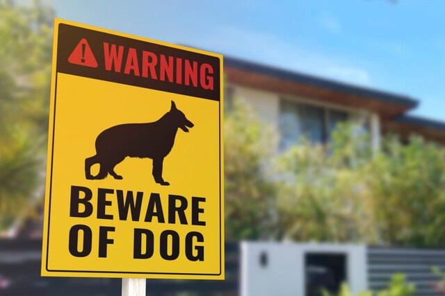 Stray Dog Encounter? Here are 7 Ways to Keep Yourself Safe - News18
