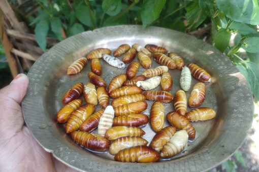 Have You Tried Eri Polu? Know About This Indigenous Assam Delicacy Made ...