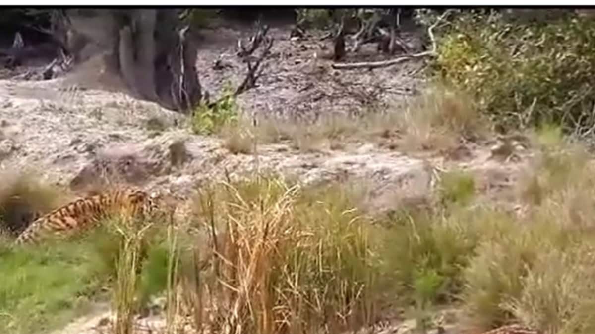 Chilling Video Of A Tiger’s Attack On Deer Come With An Unexpected End ...