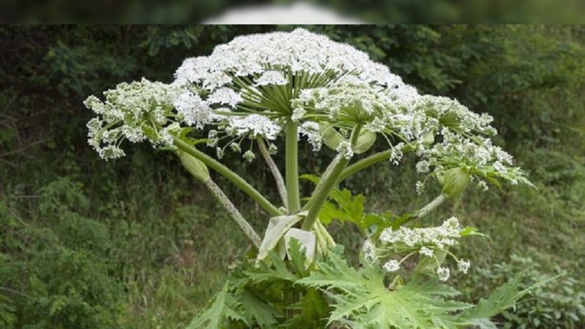 This Giant Hogweed Plant Can Cause Severe Blisters; Here's How To ...