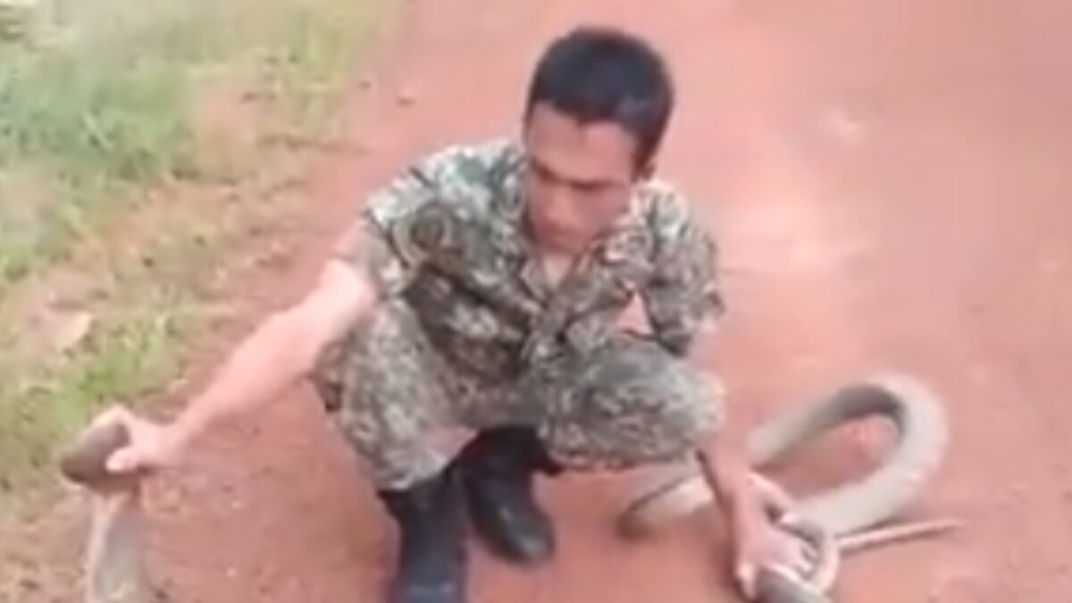 Watch: Fearless Man Grabs Giant Cobra With Bare Hands | Viral News - News18