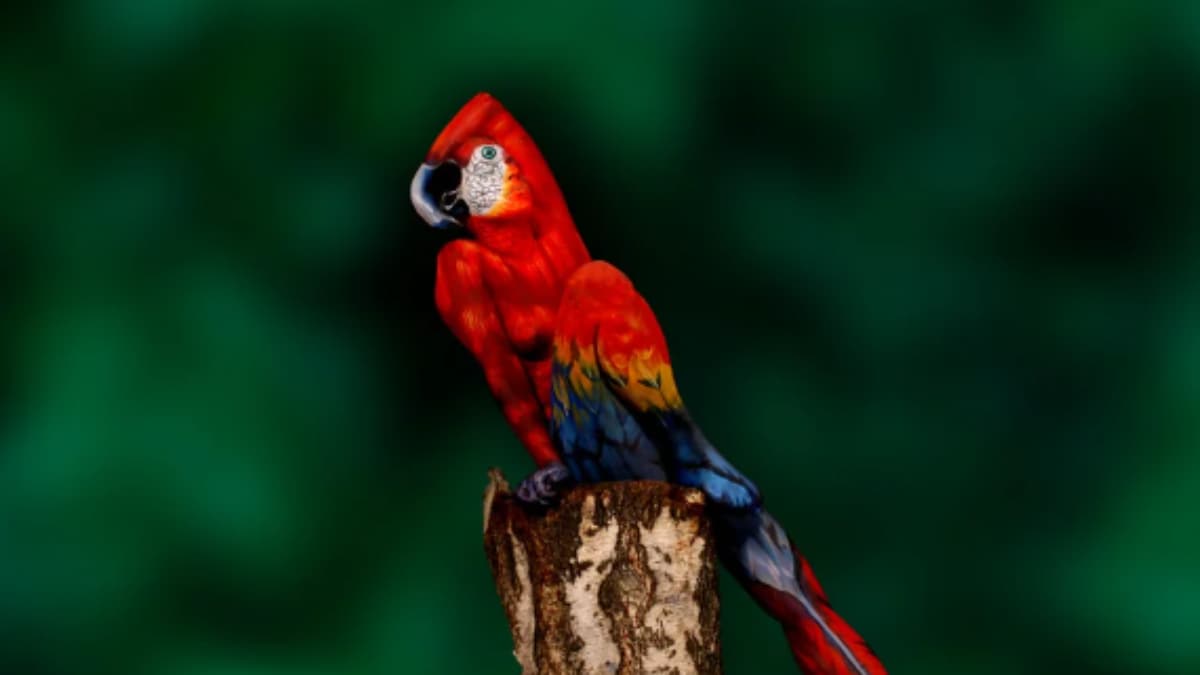 Bird Or Woman? Viral Photo Puzzle Stumps Internet | Viral News - News18