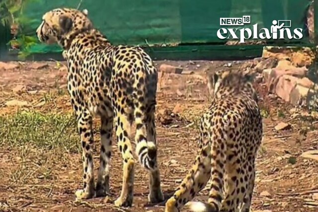 Third Cheetah Dies in Kuno National Park: Why Did this Happen ...