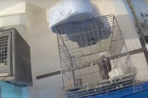 Man Who Stuffed 167 Animals Inside Cages At His Filthy House Banned From Owning Pets - News18