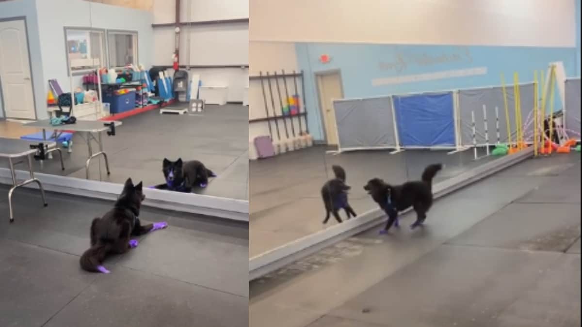Viral Video Of Dog’s Reaction To Its Mirror Reflection Is Comedy Gold ...