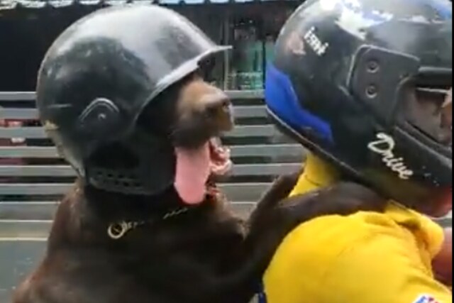 Safety First: Viral Video of Dog Riding Bike With Helmet Spreads Joy ...