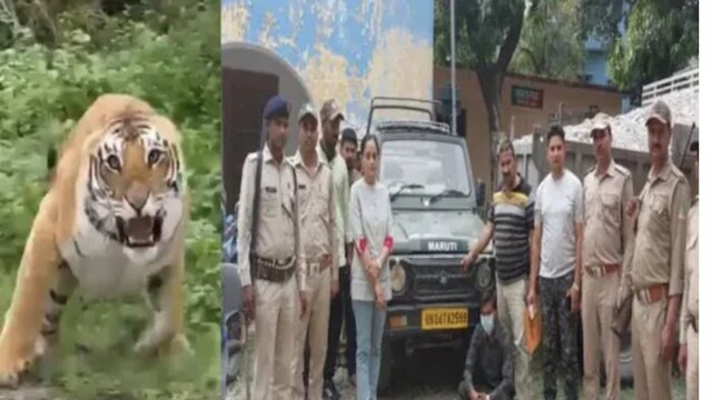 Watch: Gypsy Driver Arrested For Provoking Tiger Near Jim Corbett - News18