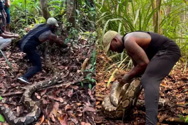 Watch: Man Catches Huge Python By Its Neck, Tires It Out - News18