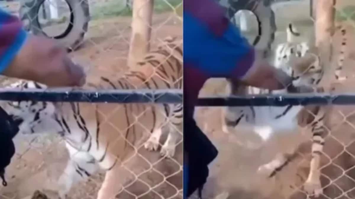 Watch: Man Puts His Hand In Tiger's Enclosure To Pet, Gets Mauled In ...