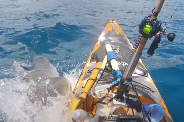 Cheating Death: Watch Terrifying Tiger Shark Attack On Kayaker In ...