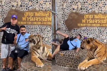 Watch: Two Men Try To Click Pictures With Tiger, Here's What Happened ...