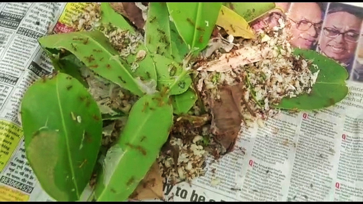 What is Red Ant Chutney and Why is 'Kurkut' Gaining Popularity? | Viral ...