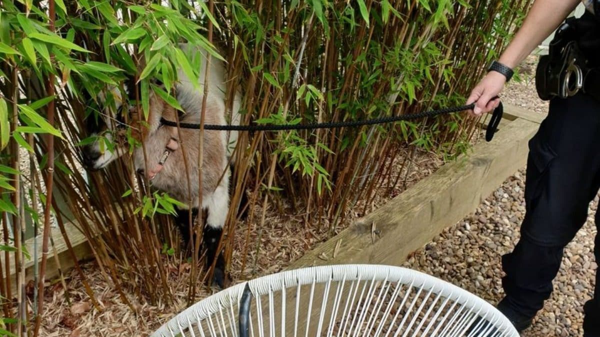 The Great Goat Escape: UK Police In Wild Chase As Animal Causes Traffic ...