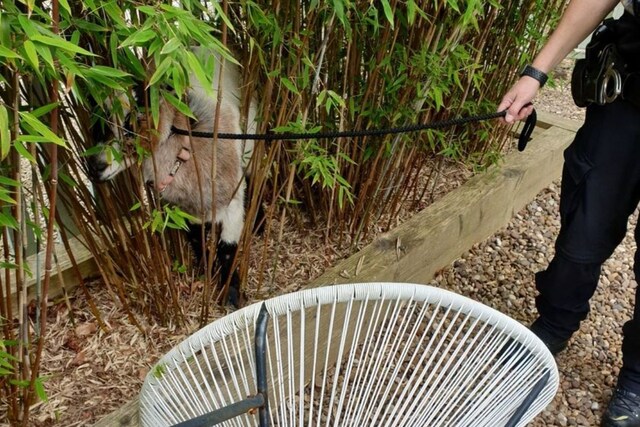 The Great Goat Escape: UK Police In Wild Chase As Animal Causes Traffic ...