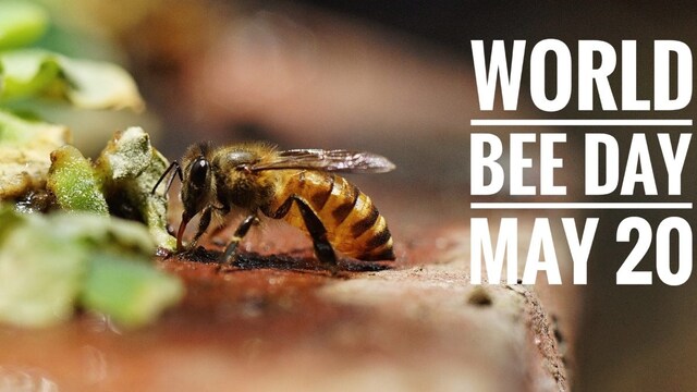 World Bee Day 2023: History, Theme and Significance | Lifestyle News ...
