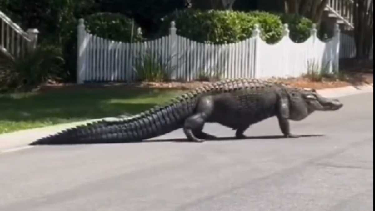 Unbelievable Footage Captures Giant Alligator Leisurely Crossing A ...