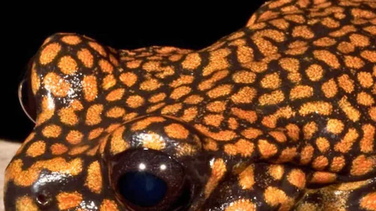 Did You Know This Rare Frog From Ecuador Was Named After King Charles ...