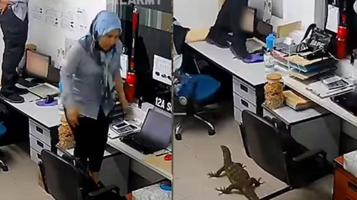 Watch: Employees Panic As Monitor Lizard Enters Their Workplace ...