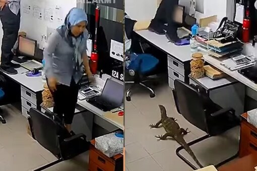 Watch: Employees Panic As Monitor Lizard Enters Their Workplace ...