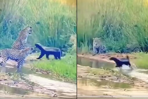 Watch: Honey Badger Fights 3 Leopards And Survives Life-Threatening ...