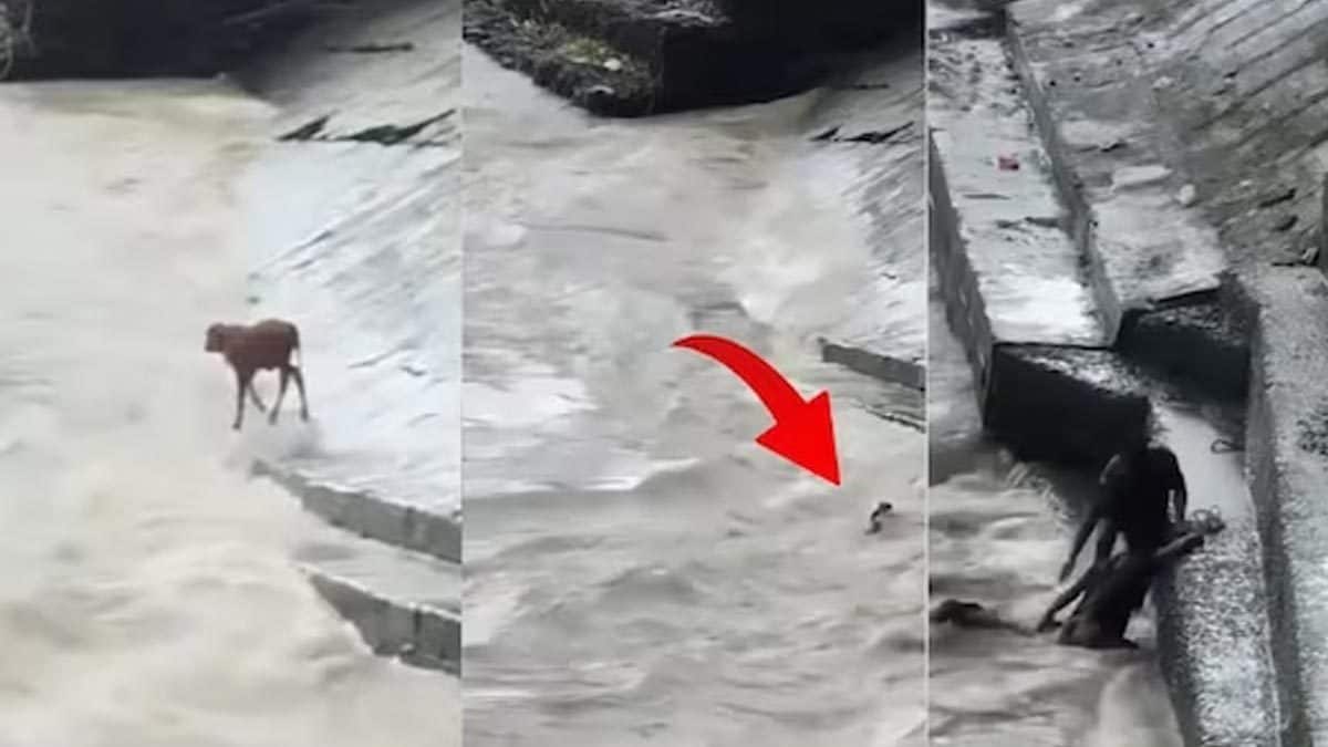 Watch: Man Dives Into River And Saves Calf From Drowning | Viral News ...