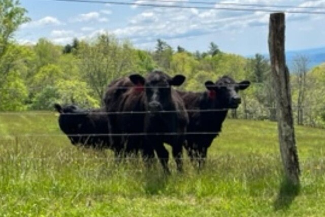 Viral: Cows Help Police Locate Suspect In Dramatic Chase - News18