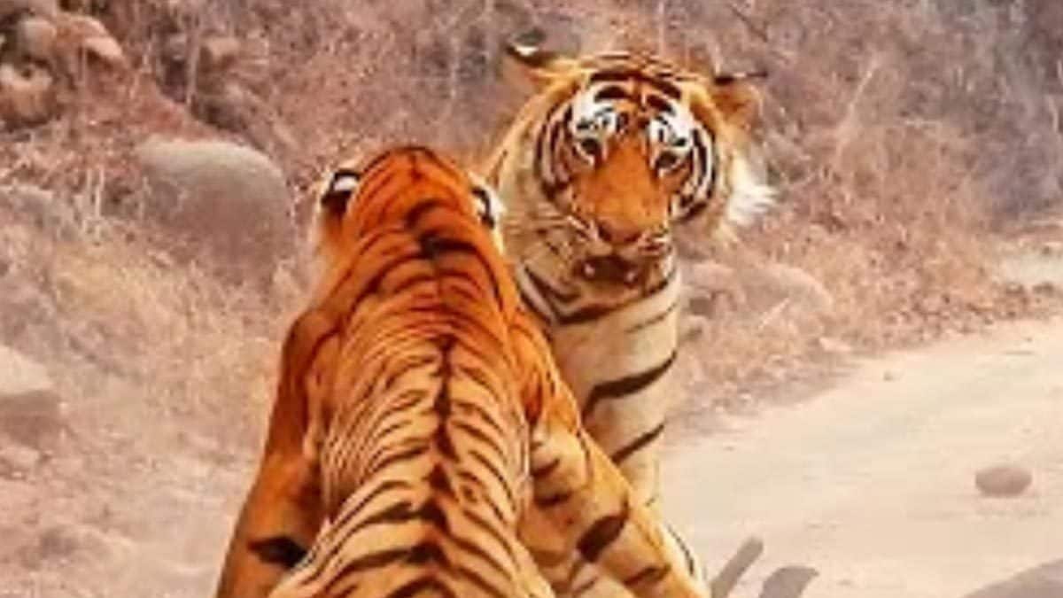 Crazy Viral Video: Tigress Tries To Steal Tiger's Food And It Didn't End As Expected | Viral ...
